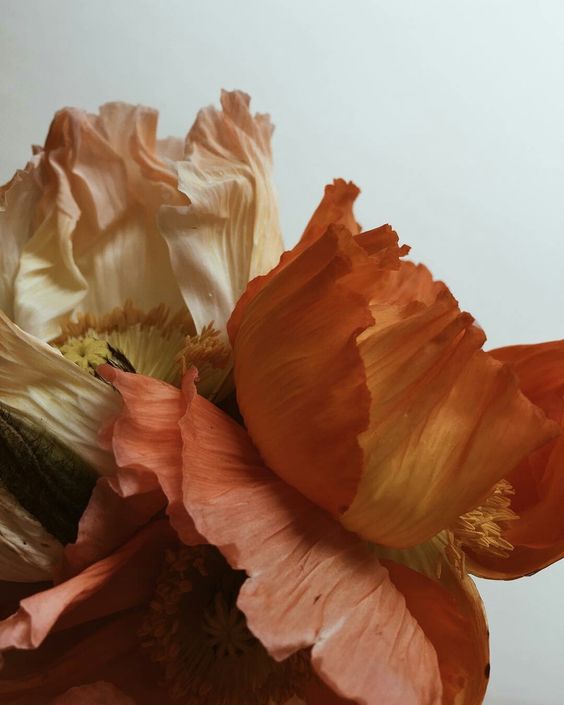 Fall Picks From The Pack – Wolven